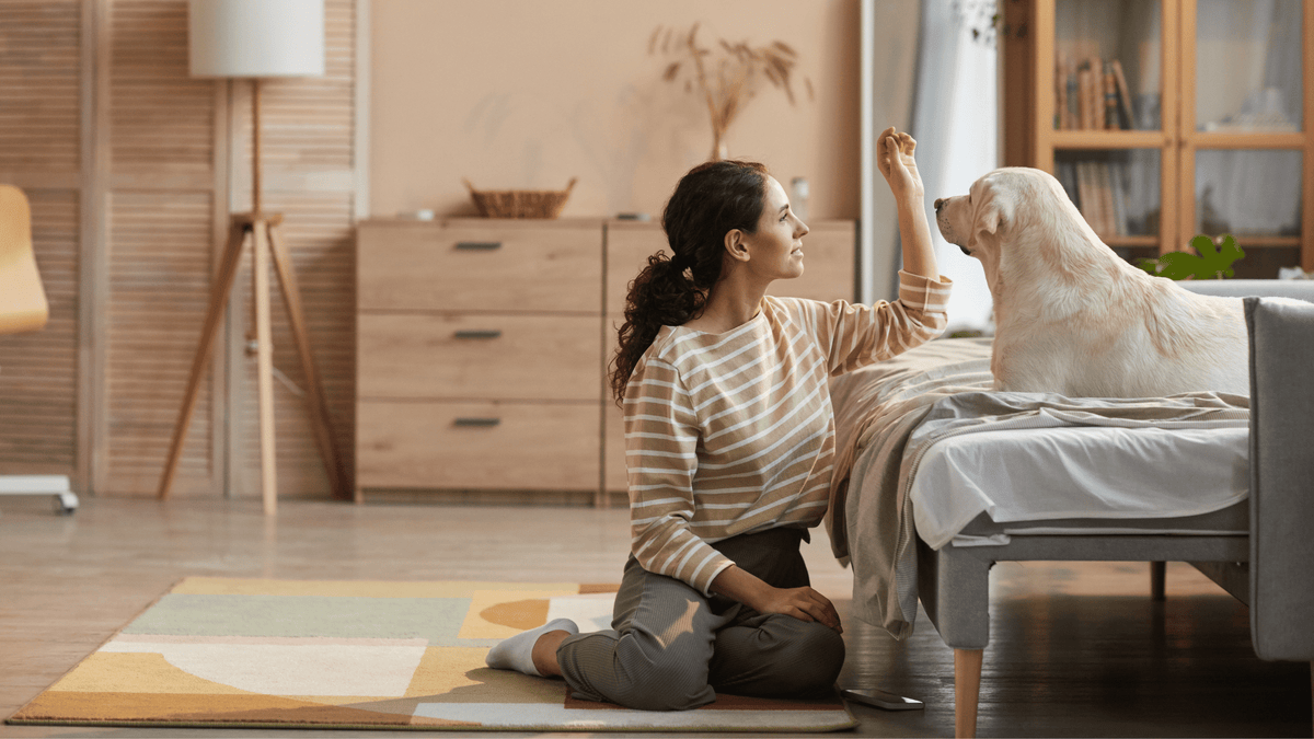 How To Get Dog To Lay On New Bed? - Tips from Professionals – LAY LO Pets