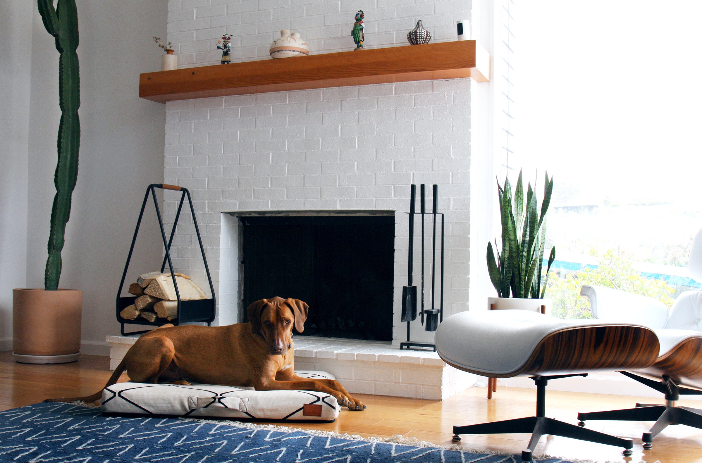 Laying Low with Annick and Nate: Design and Dogs Unite – LAY LO Pets