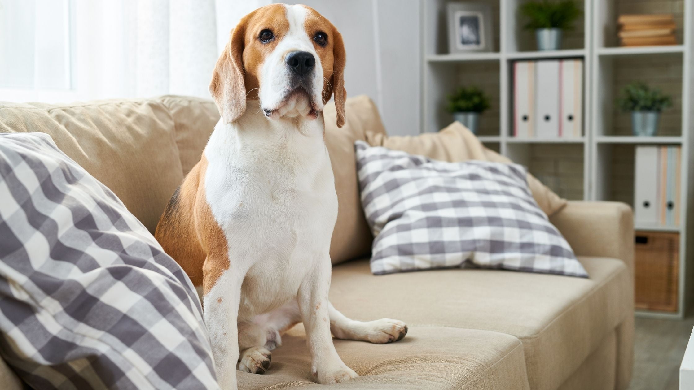 How to Train Your Dog to Stay Off the Couch: Get Tips Now – LAY LO Pets