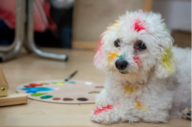 Clicker Training for Puppies: The Puppy Picasso Method – LAY LO Pets