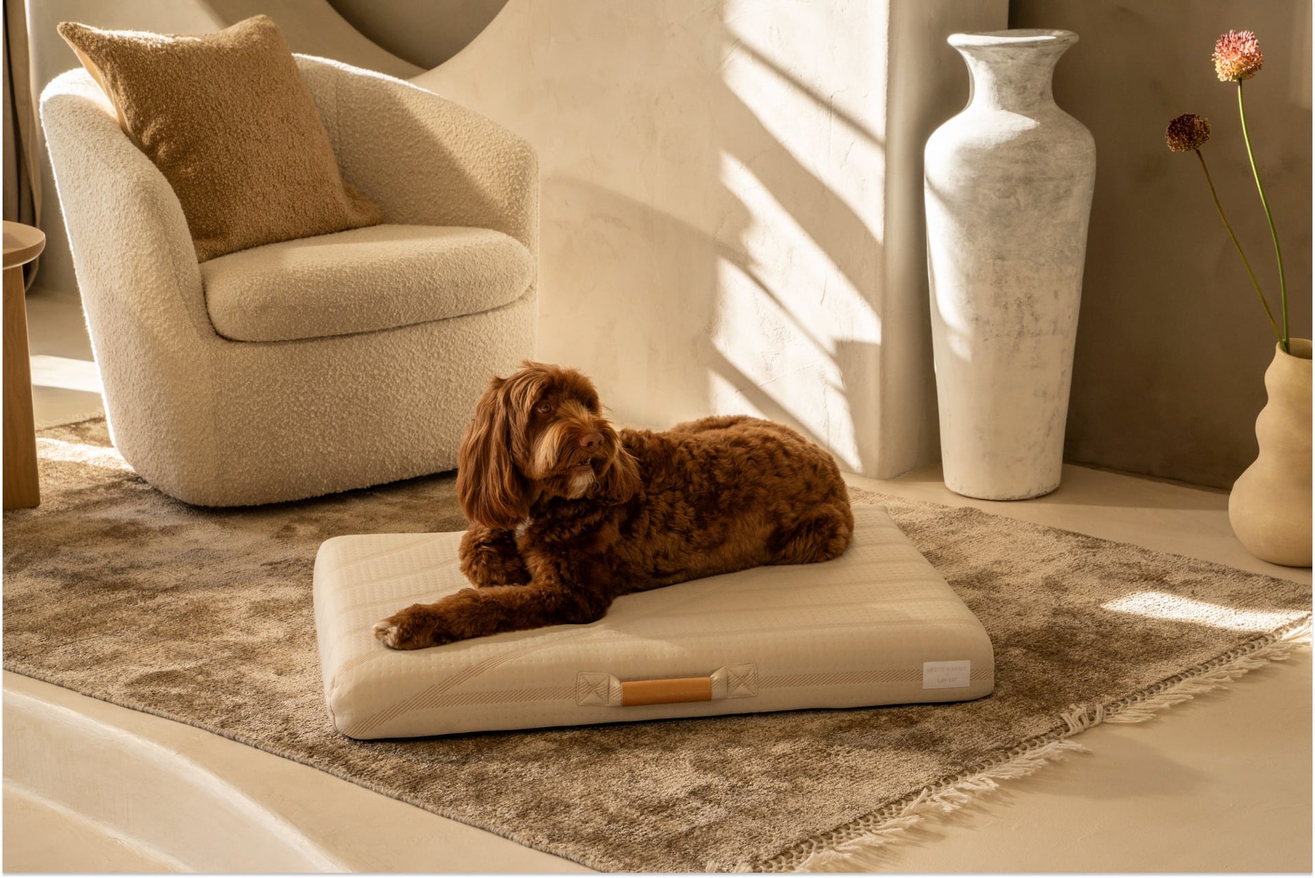 Shop for the Best Pet Products and Supplies – LAY LO Pets