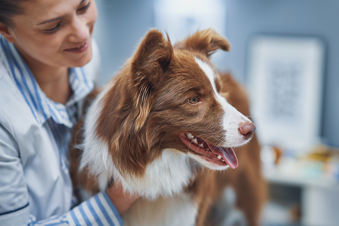 LAY LO Sessions: Cooperative Care - Stress-Free Vet Visits and Routine ...