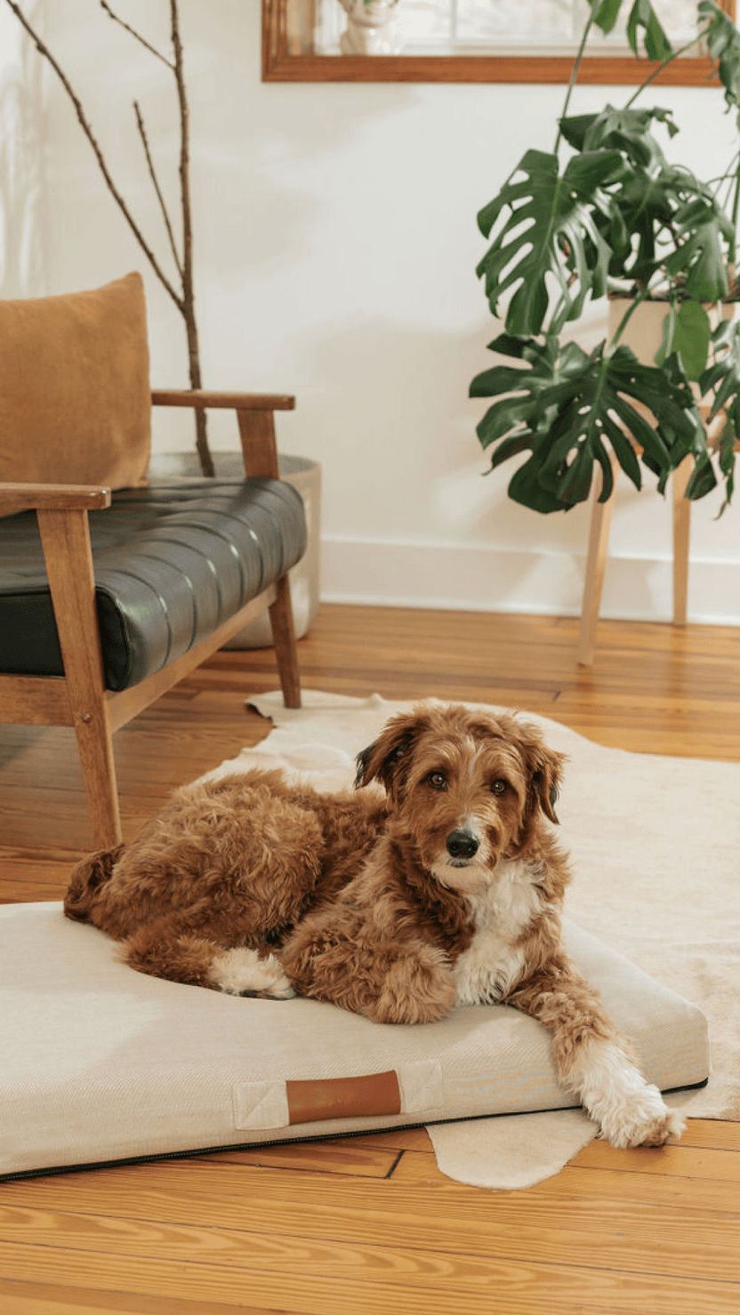 Shop for the Best Pet Products and Supplies – LAY LO Pets